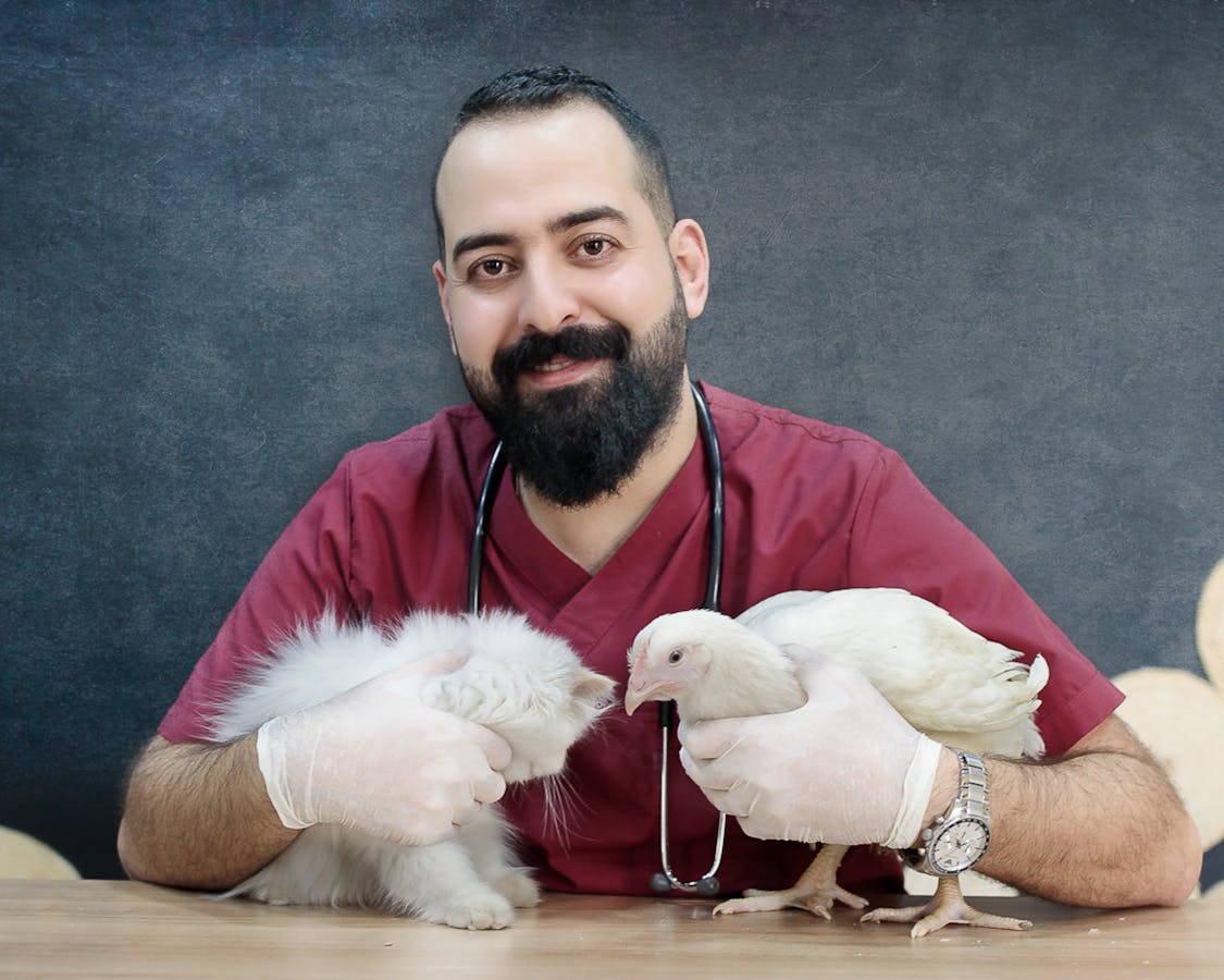 How Online Veterinary Medicine Degrees Are Shaping The Future Of Pet ...